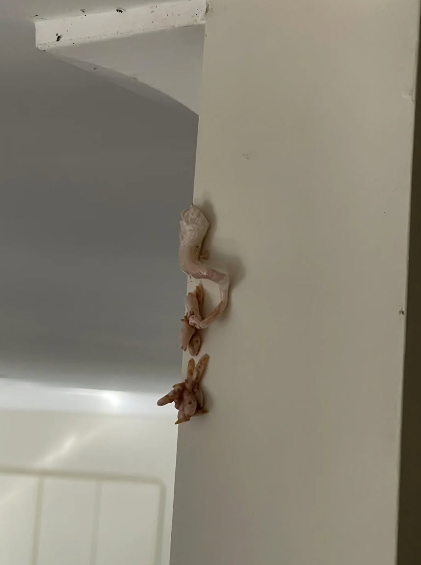 Strange Pink Foam Appeared on My Wall Overnight—Here’s What Happened ...