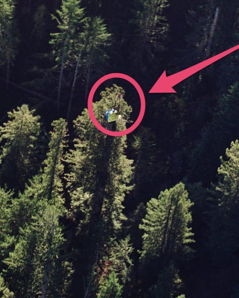 The girl scaled a 1,000-year-old, 200-foot-tall redwood tree in ...